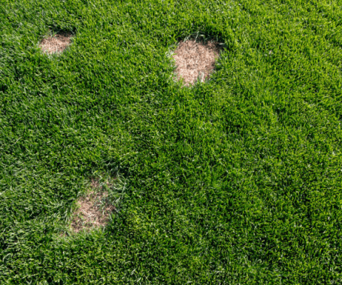 How to Treat Chinch Bug Damage in Your Lawn - Active Environmental